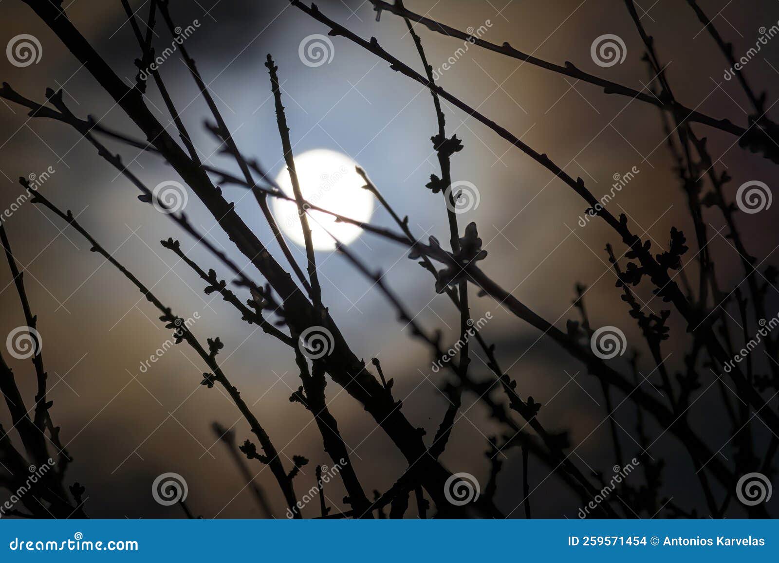Bright Full Moon Behind Some Tree Branches Stock Photo - Image of ...