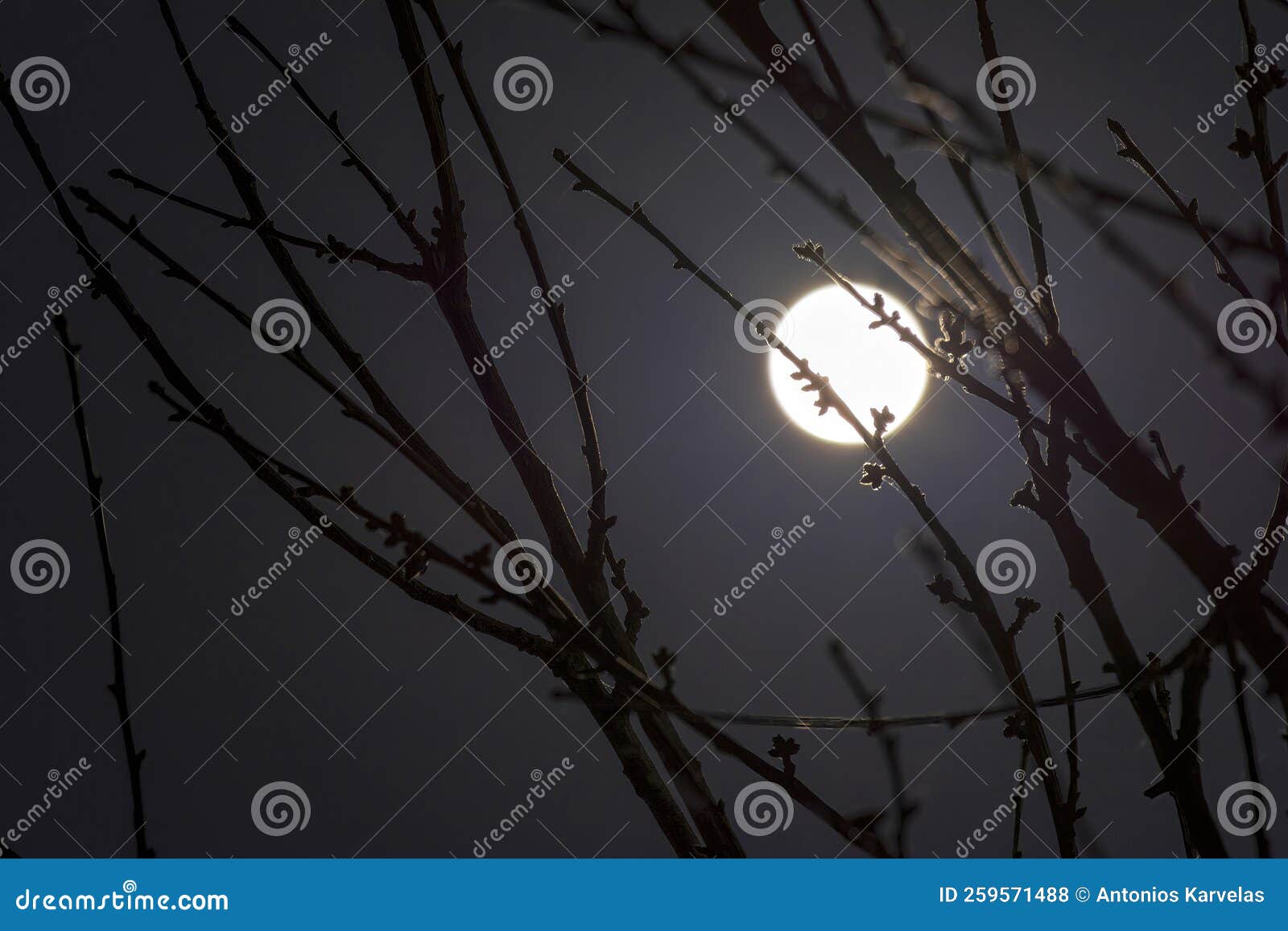 Bright Full Moon Behind Some Tree Branches Stock Photo - Image of ...