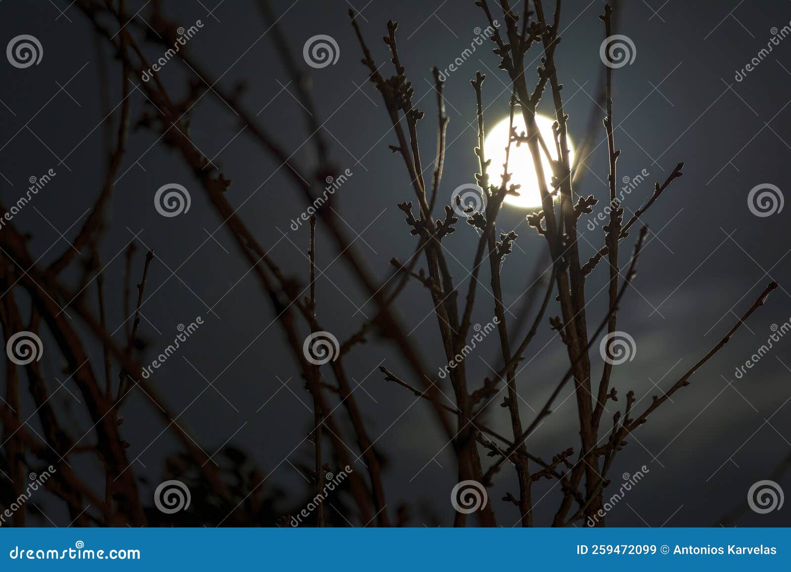 Bright Full Moon Behind Some Tree Branches Stock Image - Image of night ...