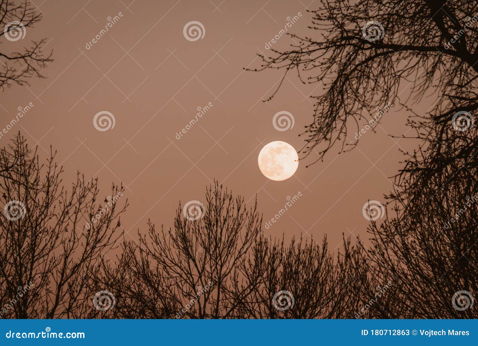 The Bright Full Moon Shines through the Thicket of a Tree with Bare ...