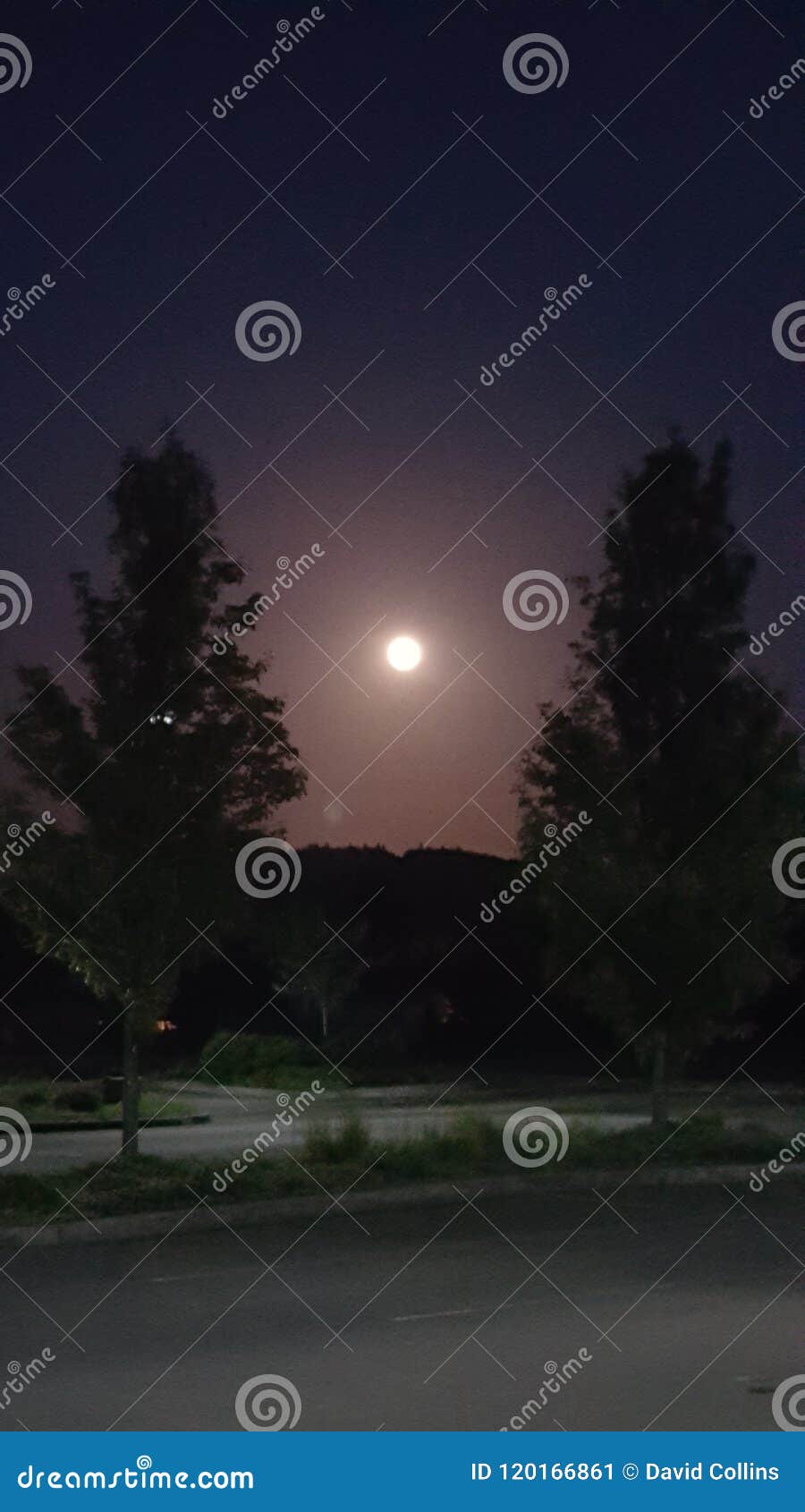 Full Moon between Trees stock image. Image of full, landscape - 120166861