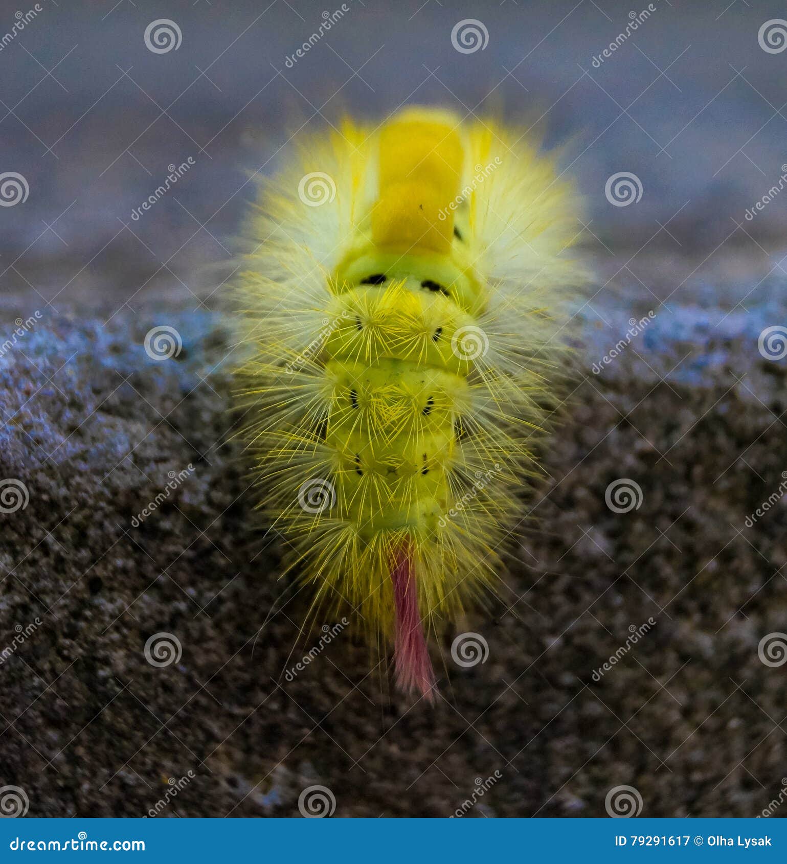 Bright furry caterpillar stock image. Image of observation - 79291617