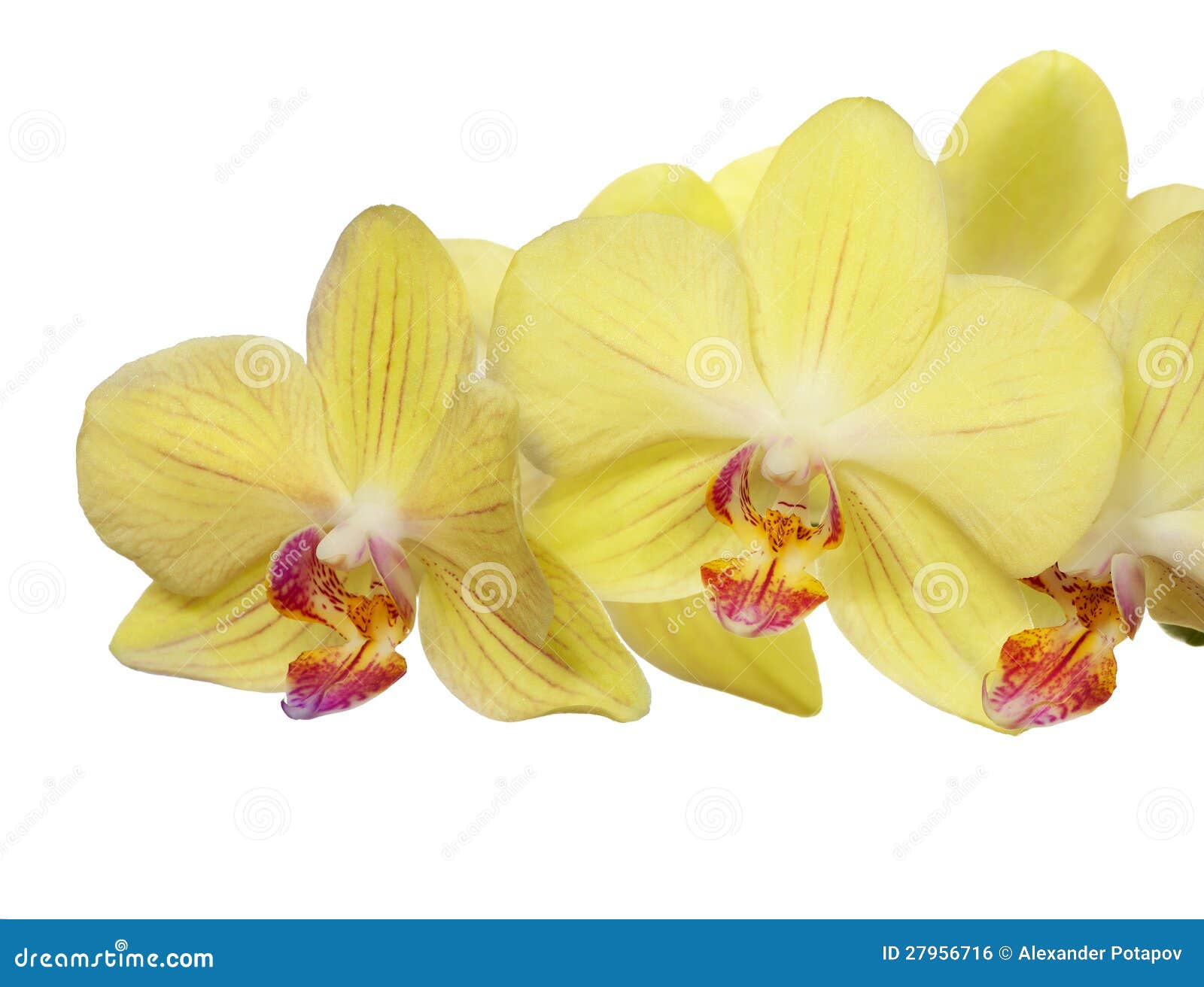 Bright Gold Orchid Flowers Isolated on White Stock Photo - Image of ...