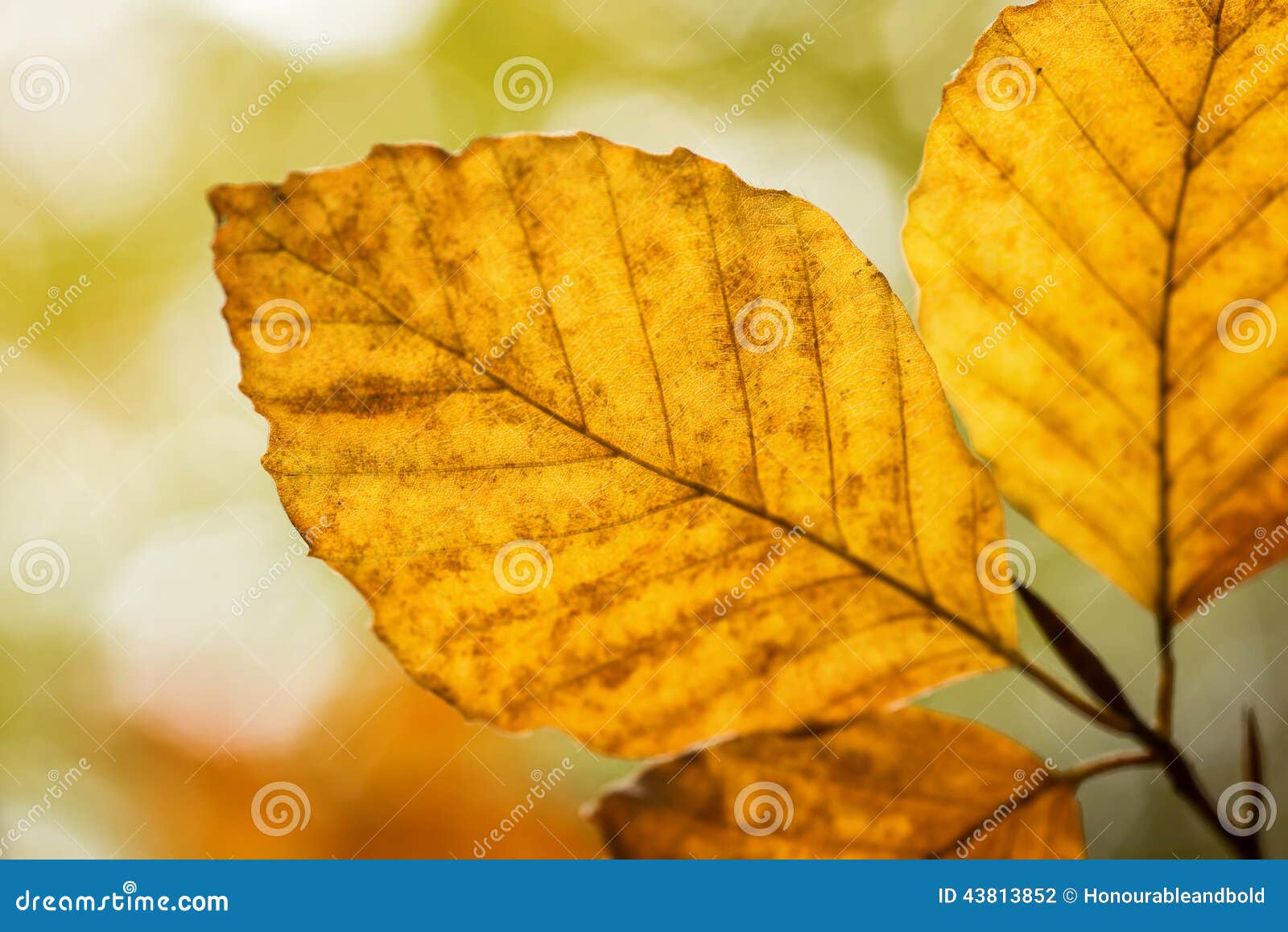 Bright Golden Beech Tree Leaf in Autumn Sunshine Stock Photo - Image of ...