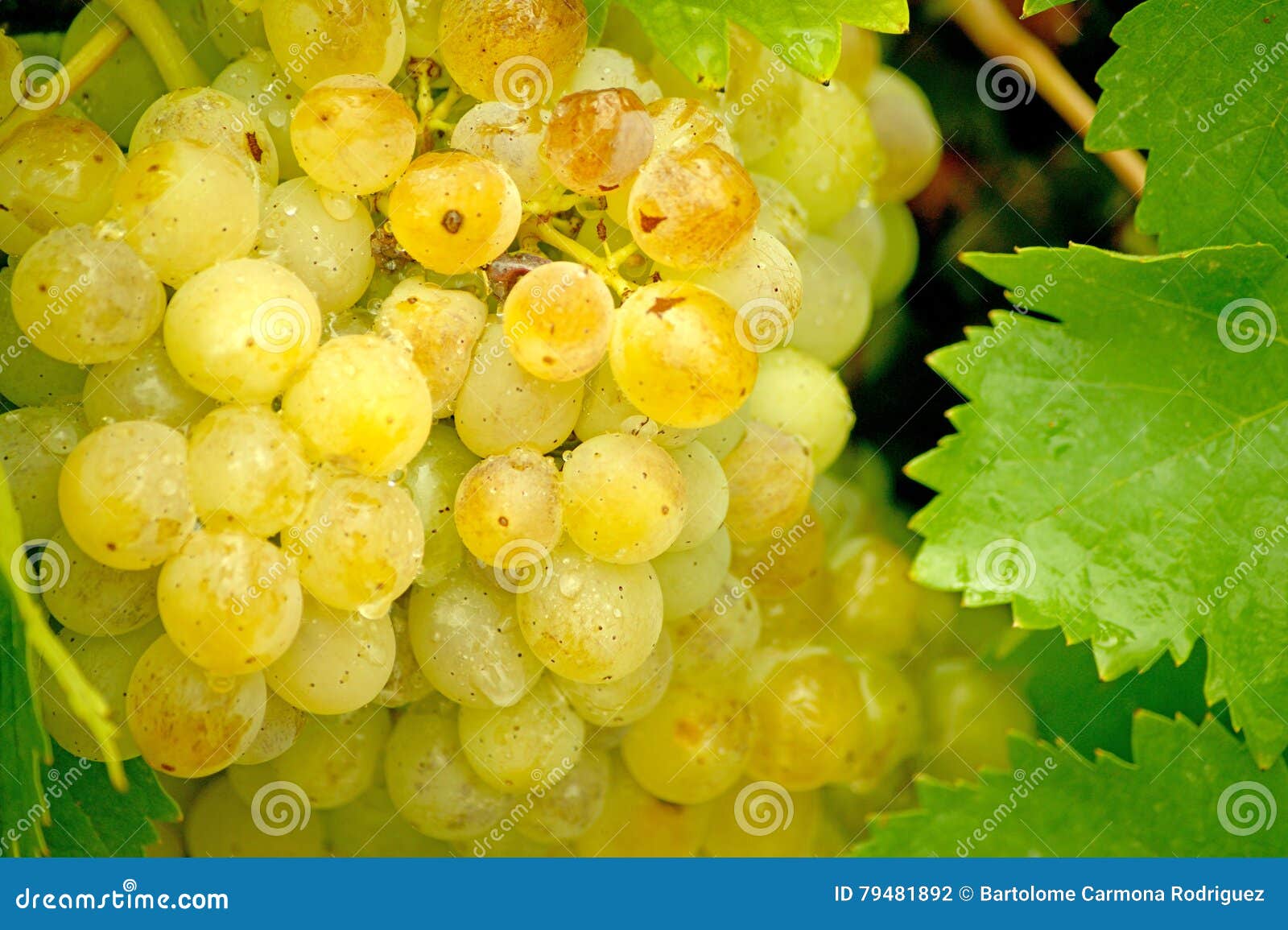 Bright Golden Grapes and Grape Leaves with Water Droplets1 Stock Photo ...
