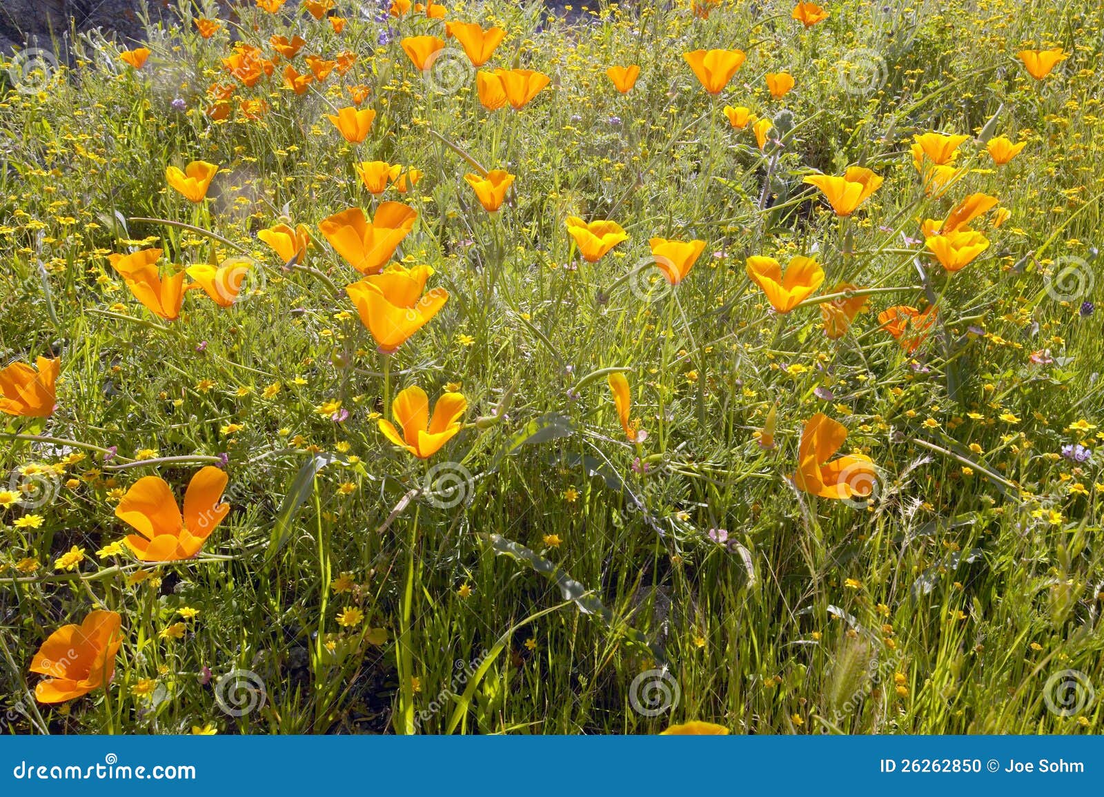 Bright golden poppies stock photo. Image of landscapes - 26262850