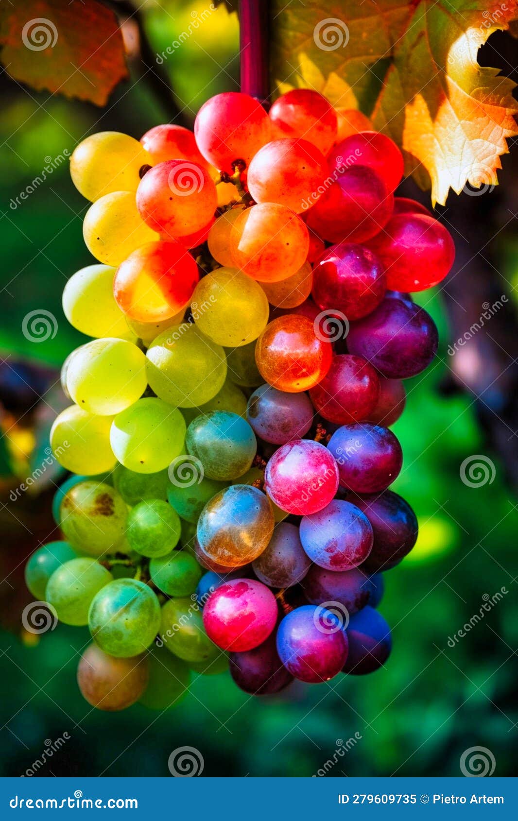 Bright Grapes of Rainbow Colors on the Vine, Generative AI Stock ...