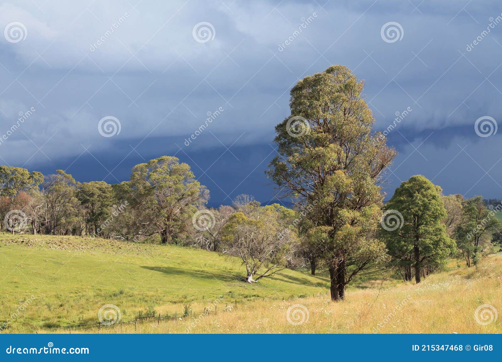 1,552 Australian Native Trees Photos - Free & Royalty-Free Stock Photos ...