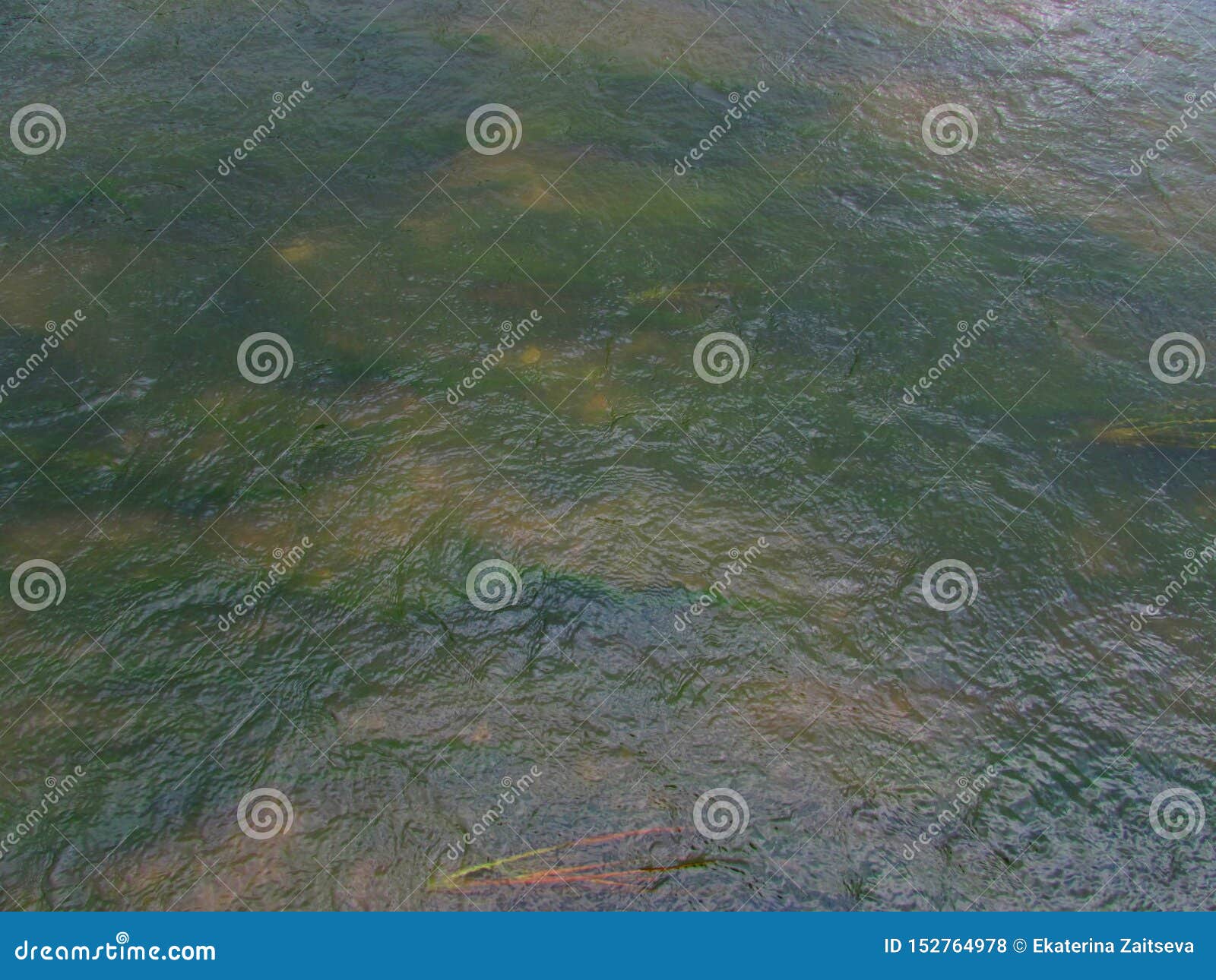 Bright Green Algae Plants in the Orange Shallow Water Under the ...