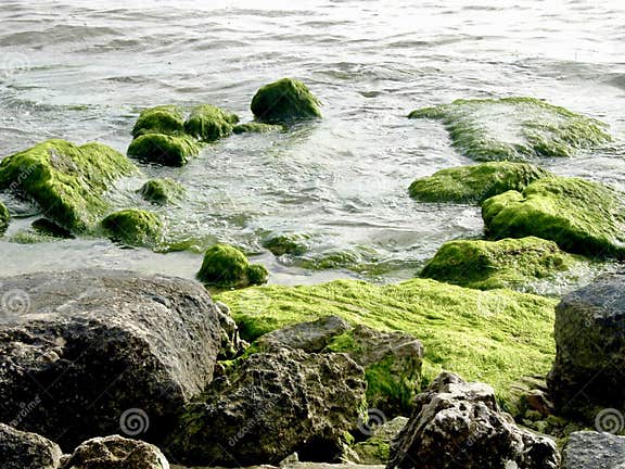 Bright Green Algae on Rocks Stock Photo - Image of algae, green: 254522604