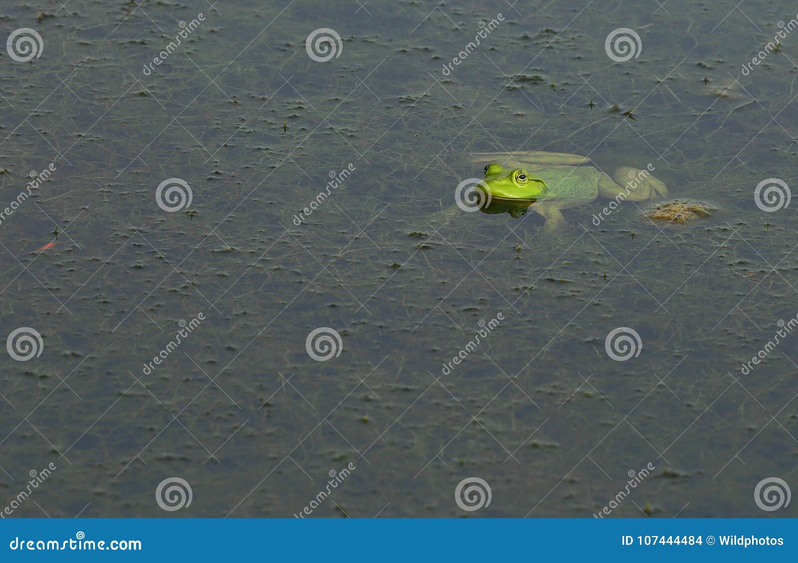 Bright Green American Bullfrog Stock Photo - Image of environment, lake ...