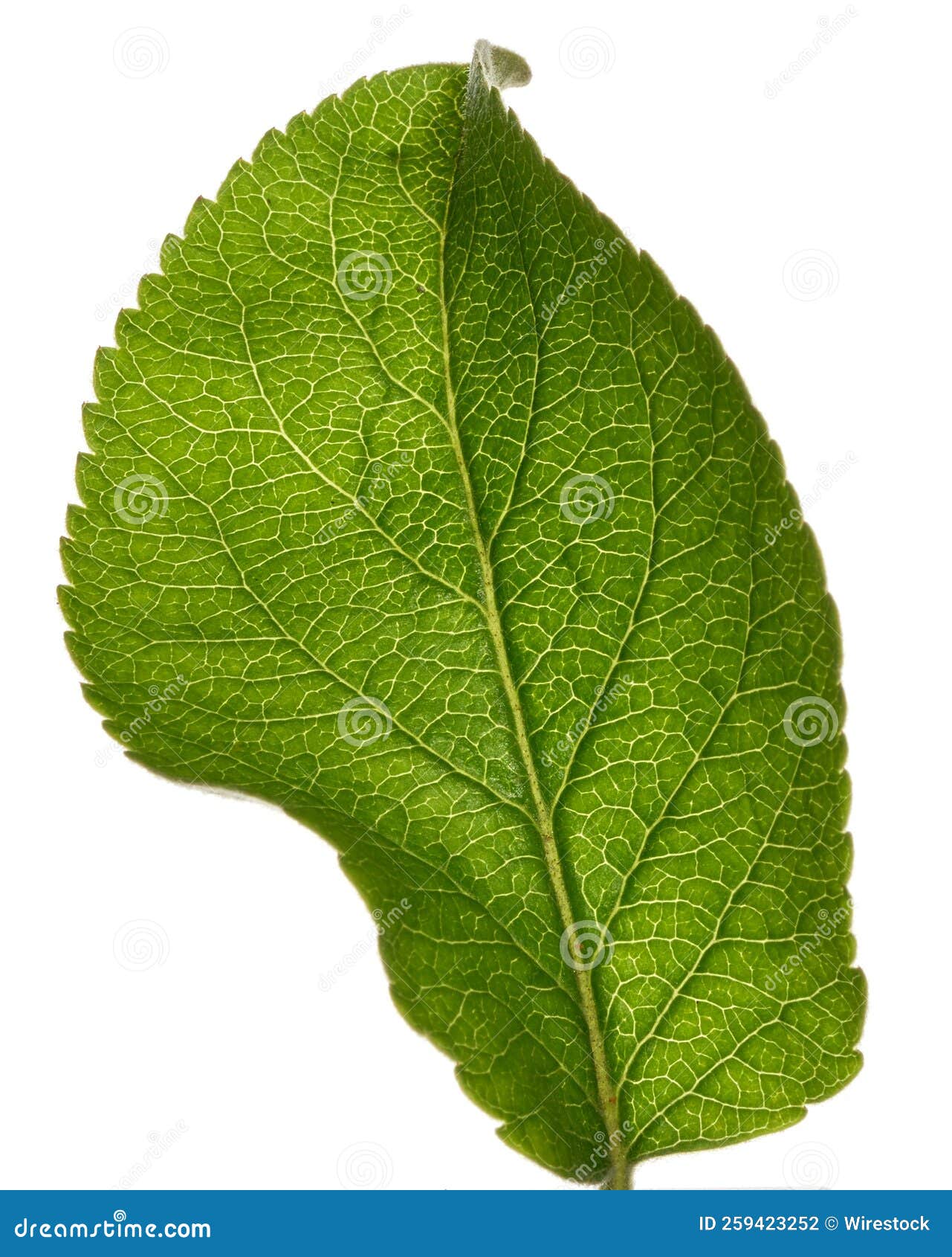 Bright Green Apple Tree Leaf Isolated on a White Background Stock Photo ...