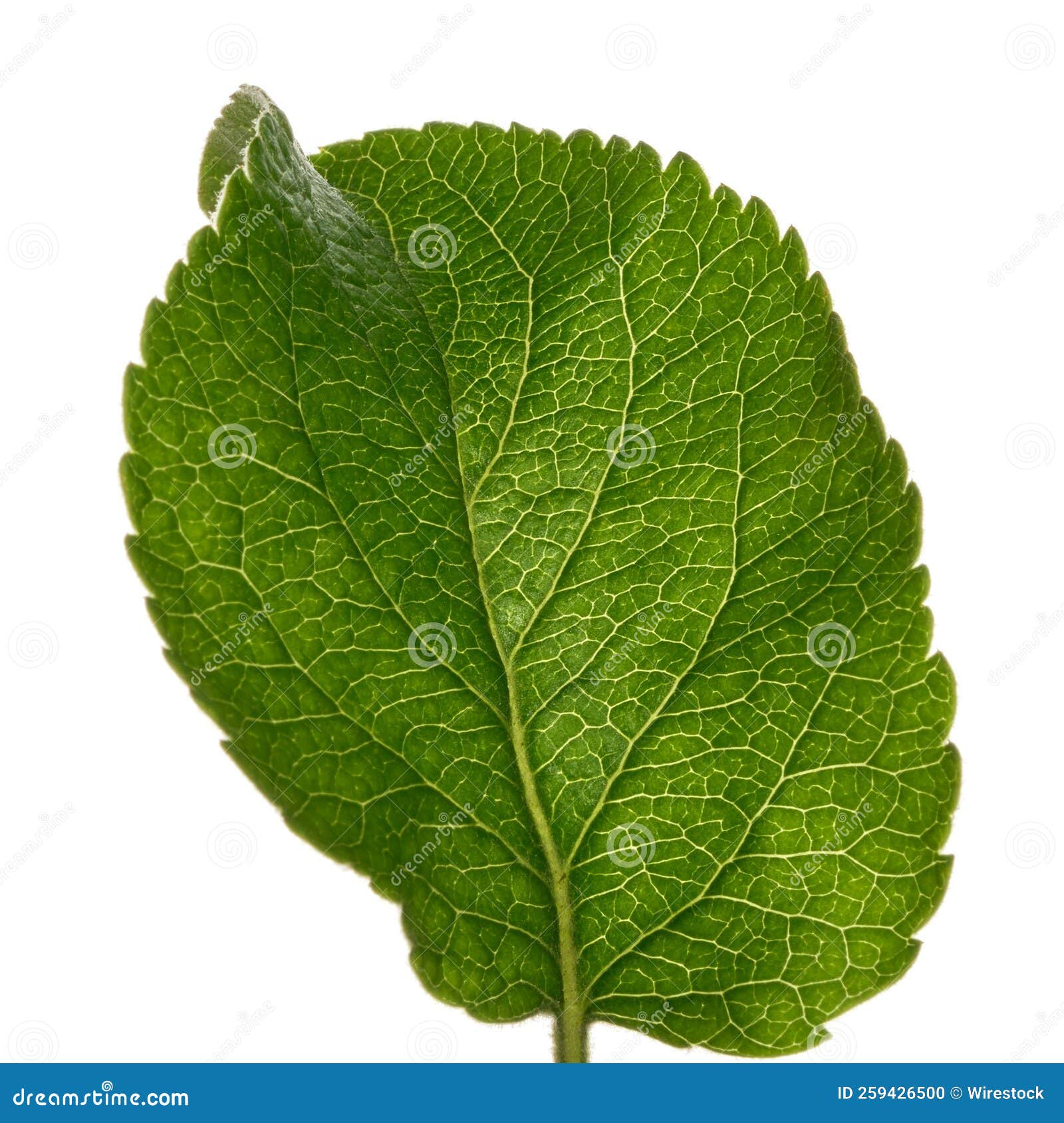 Bright Green Apple Tree Leaf Isolated on a White Background Stock Photo ...