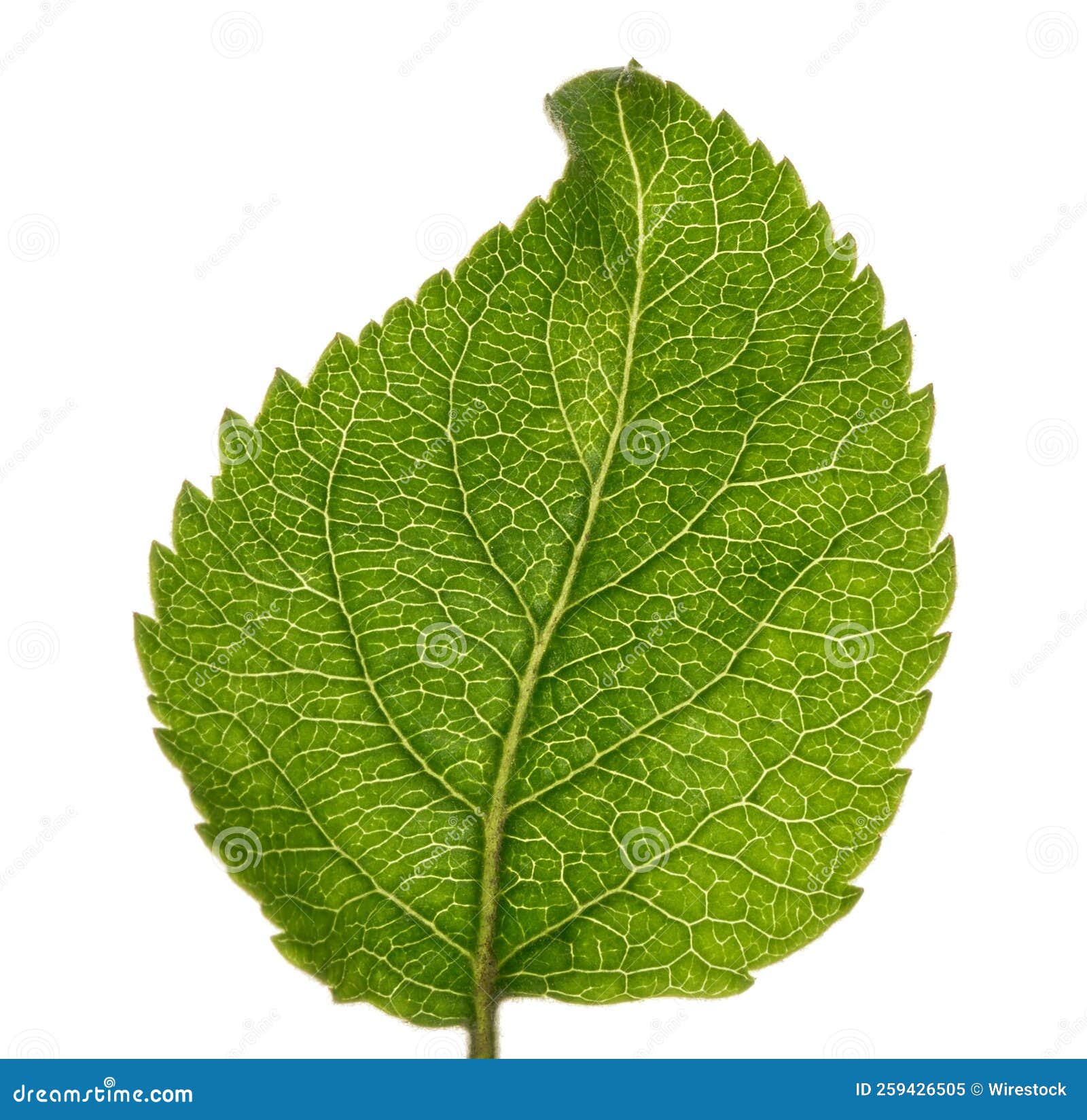Bright Green Apple Tree Leaf Isolated on a White Background Stock Image ...