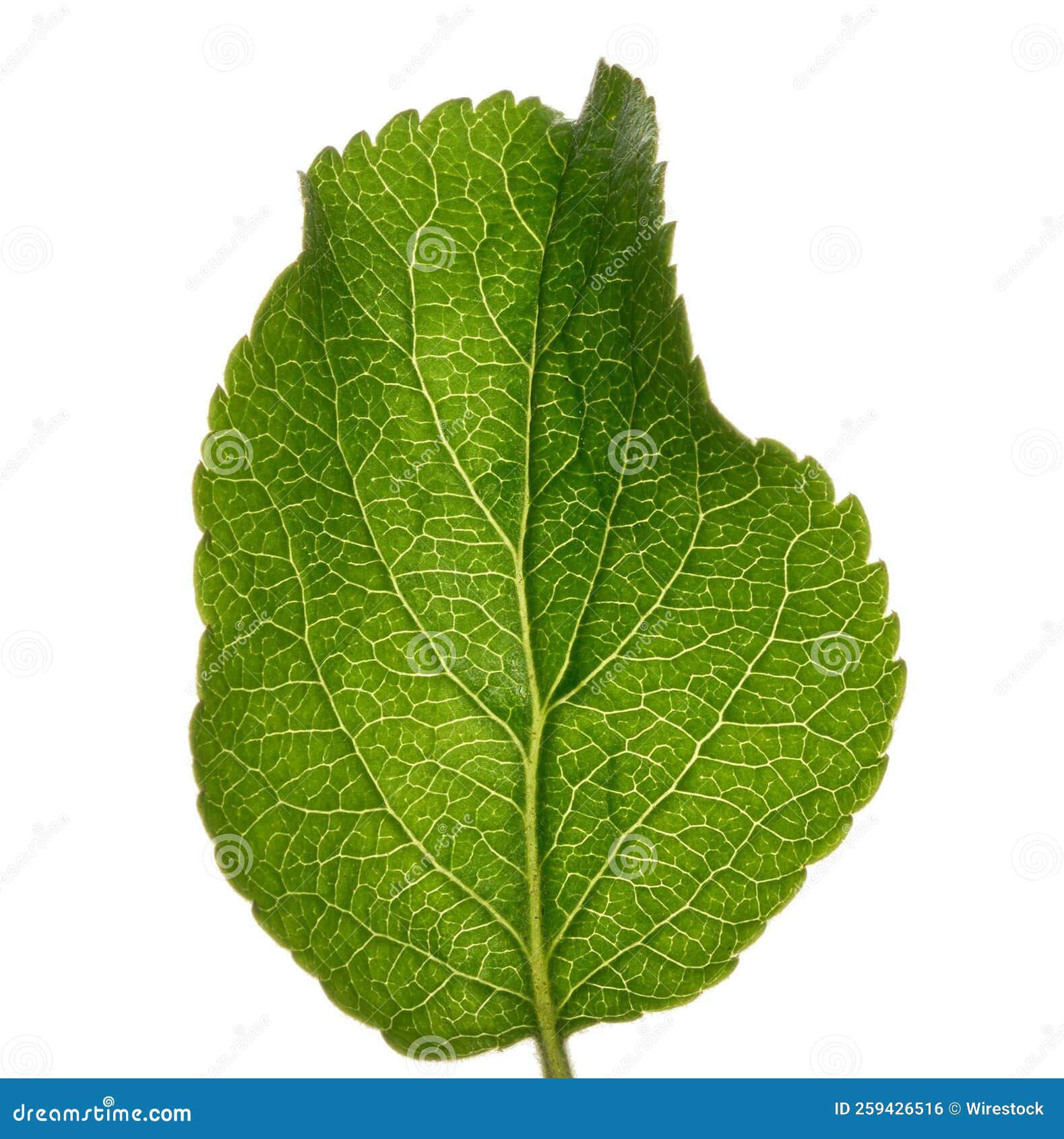 Bright Green Apple Tree Leaf Isolated on a White Background Stock Photo ...