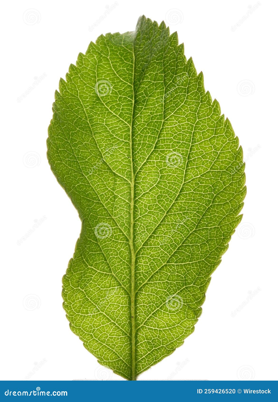 Bright Green Apple Tree Leaf Isolated on a White Background Stock Photo ...