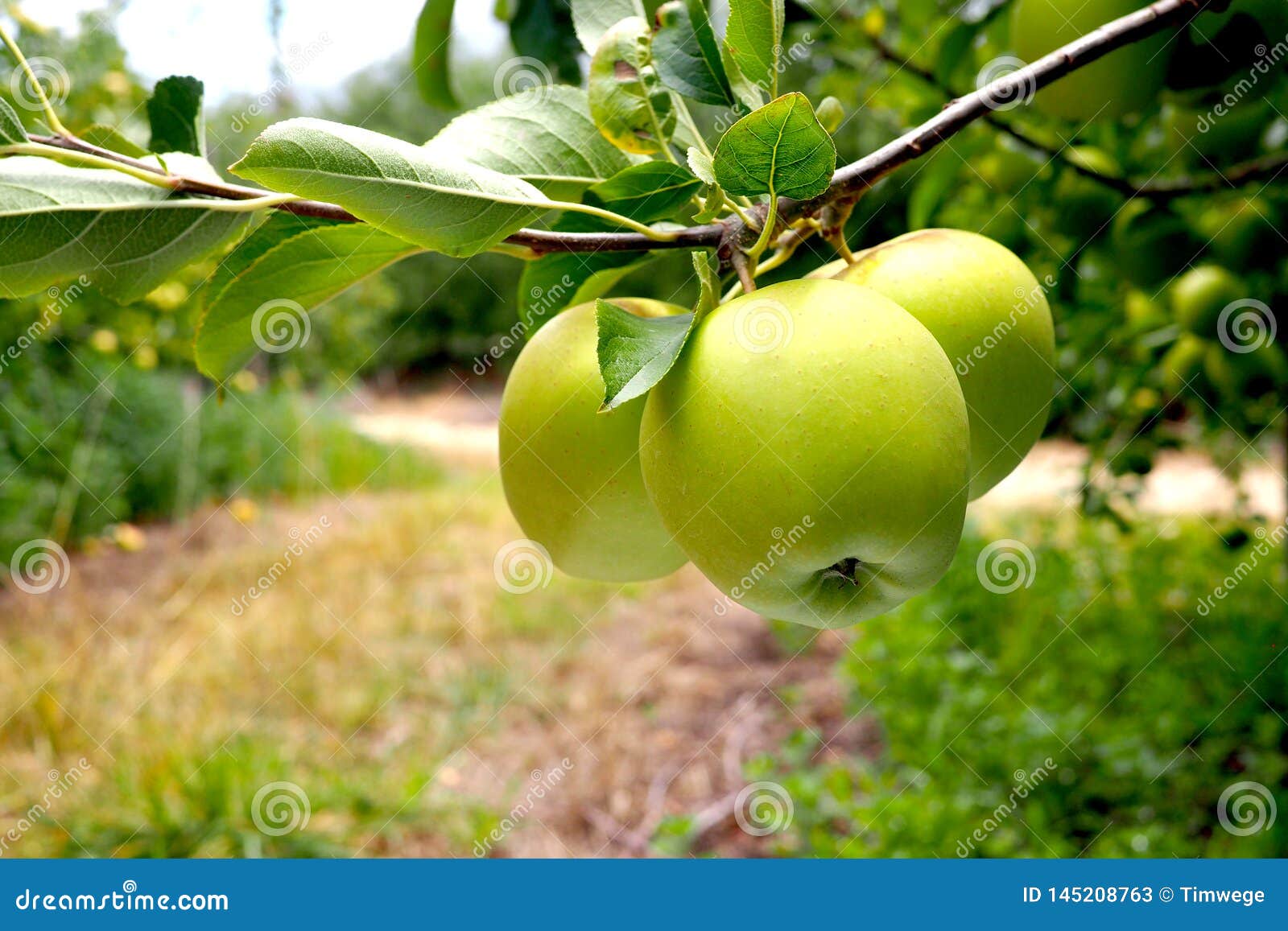 Bright Green Apples on a Tree in an Orchard Stock Image - Image of ...