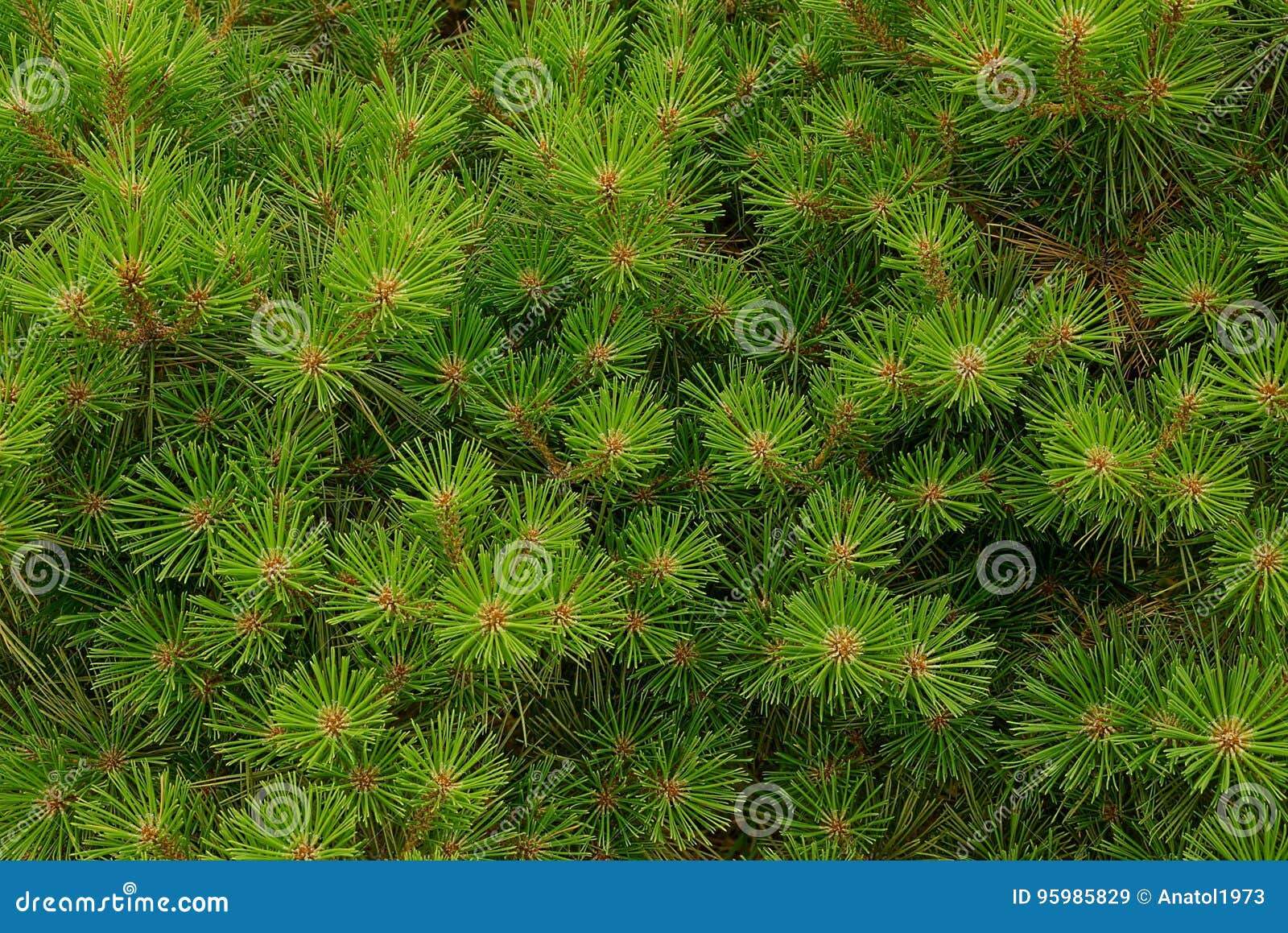 Bright Green Background from the Decorative Coniferous Lops of Tree ...