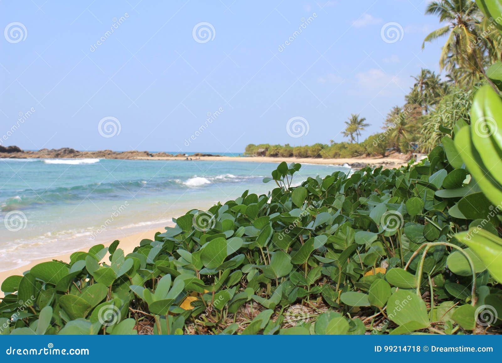 Ocean and greenery stock photo. Image of ocean, greenery - 99214718