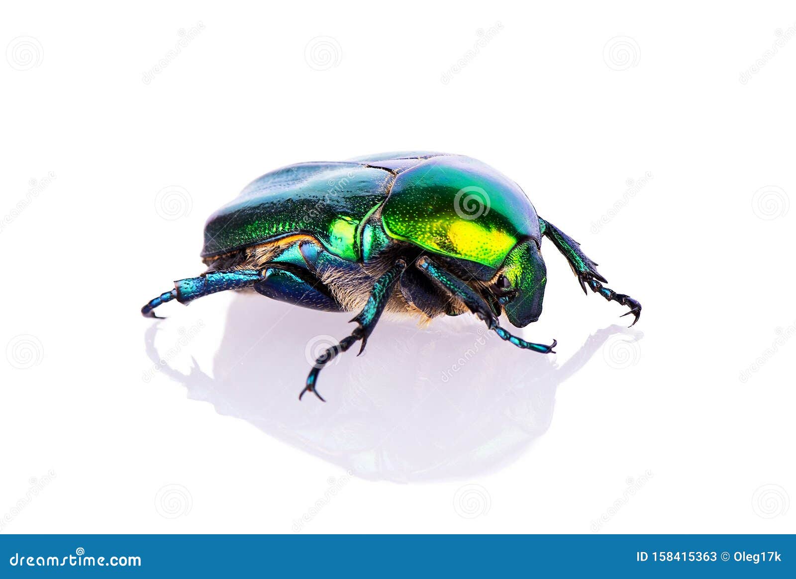 Bright Green Beetle with Reflection Stock Image - Image of macro ...