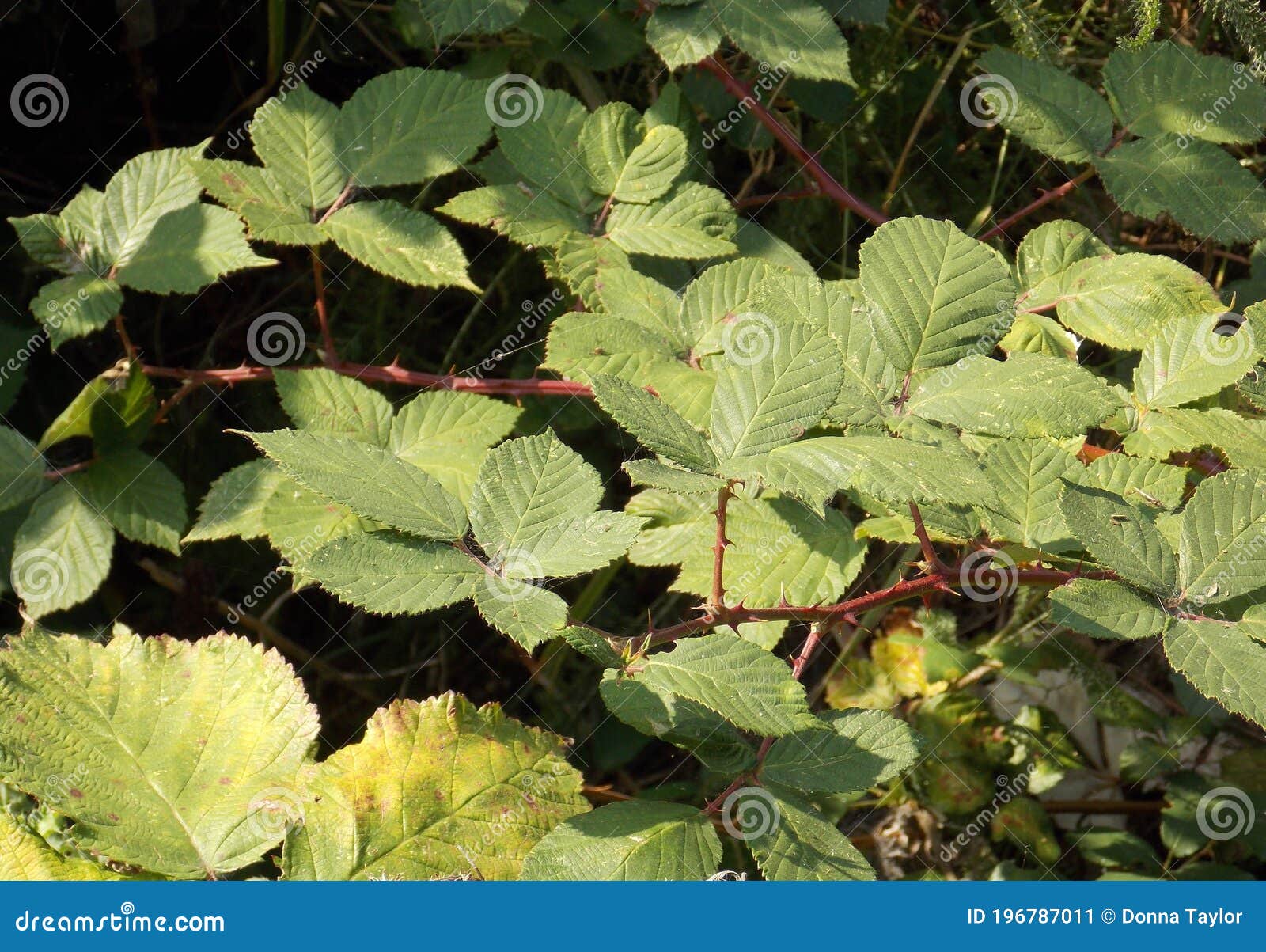 Green Bramble Leaves in Sunshine Stock Image - Image of wild, bark ...