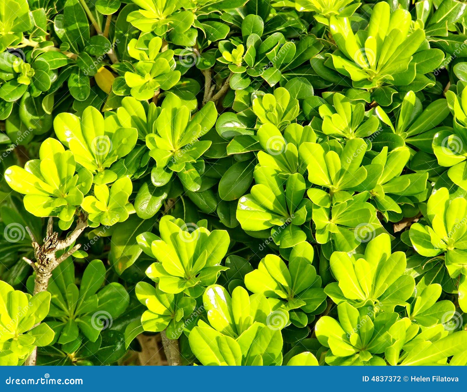 Bright Green Bush Background Stock Photography - Image: 4837372