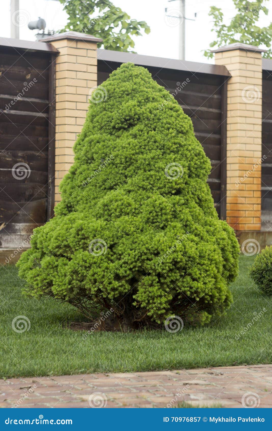 Canadian Spruce Conic, Beautiful Green Tree Close-up Stock Photo ...