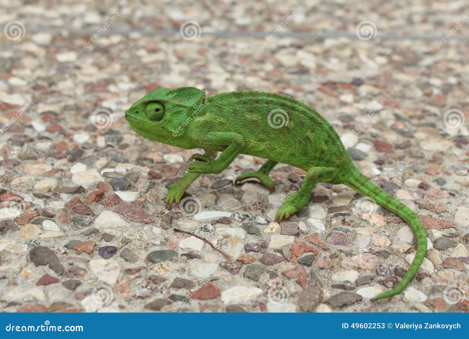 Bright Green Chameleon on the Ground Stock Image - Image of chameleon ...