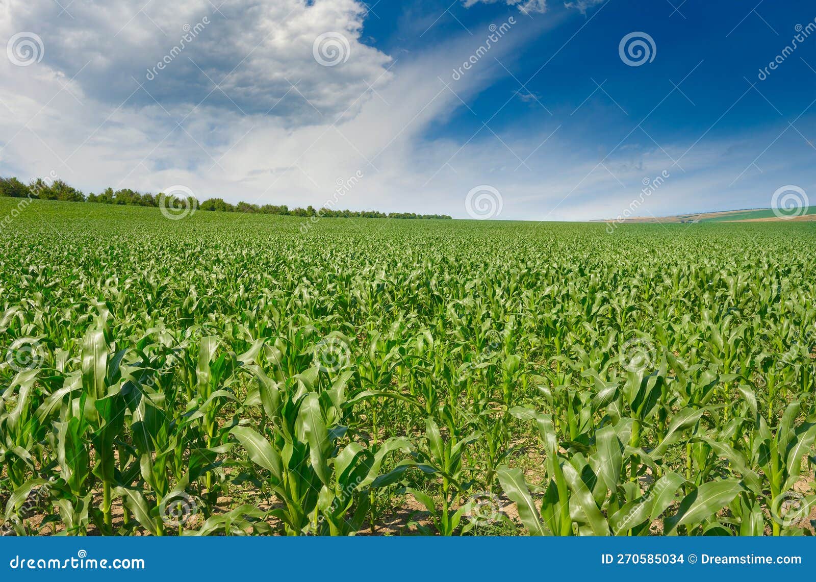 Bright Green Corn Field and Blue Sky with Clouds Stock Photo - Image of ...