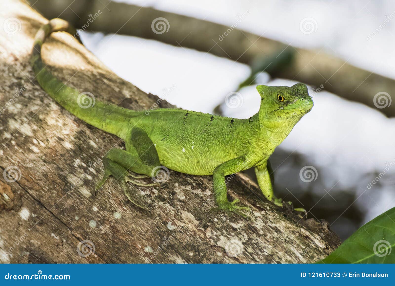 Close Up Emerald Basilisk Lizard in Tree Stock Image - Image of hike ...