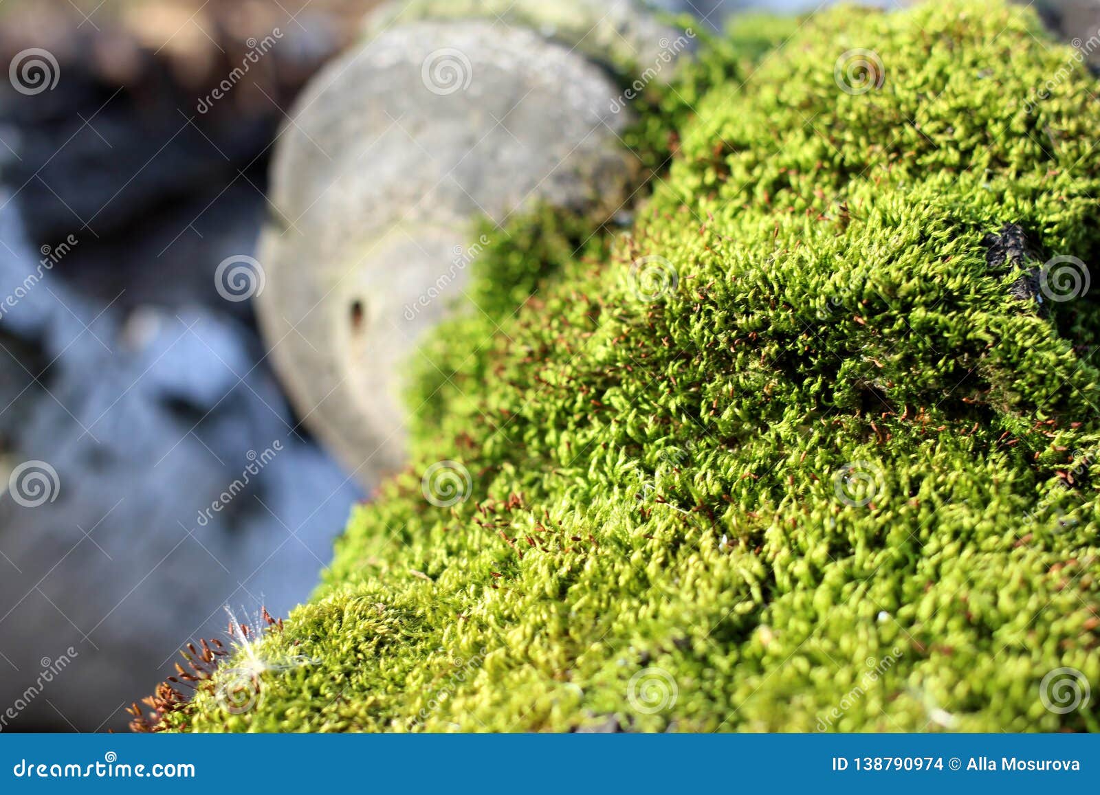 Bright Green Emerald Moss on the Trunk of a Fallen Tree in the Forest ...