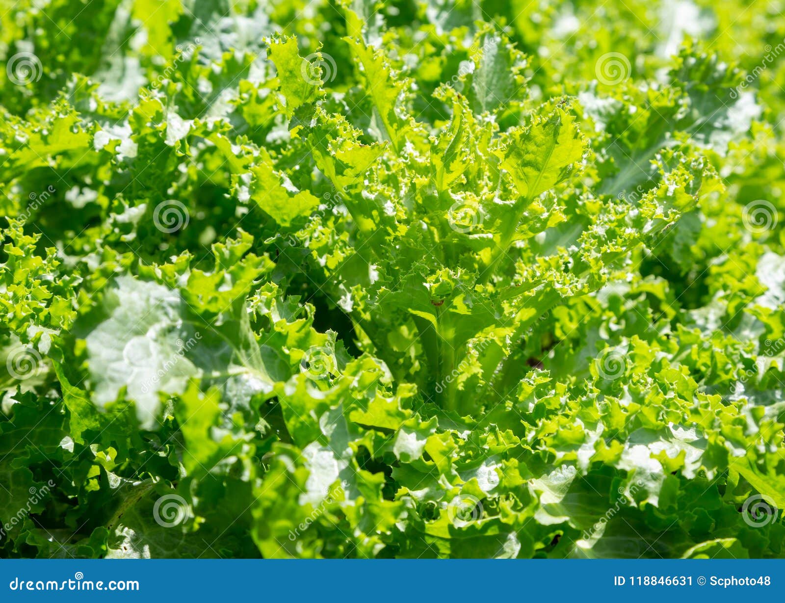 Bright green endive stock image. Image of salad, garden - 118846631