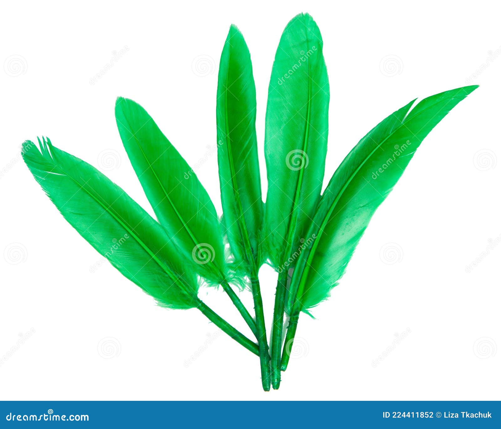 Bright Green Feather Isolated on the White Background Stock Photo ...