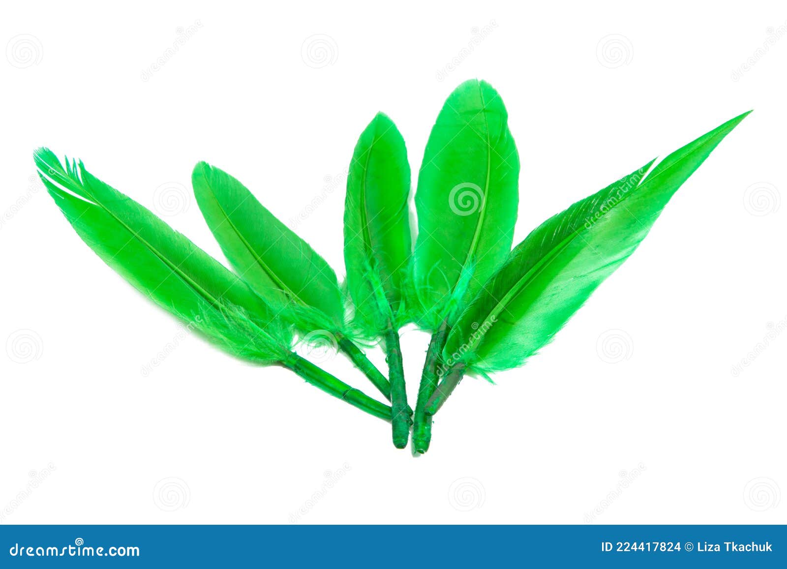 Bright Green Feather Isolated on the White Background Stock Photo ...