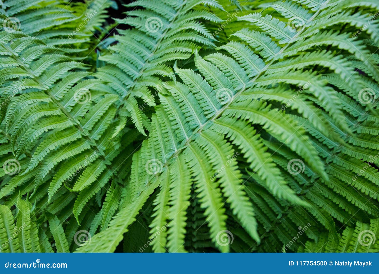 170 Elephant Fern Stock Photos - Free & Royalty-Free Stock Photos from ...