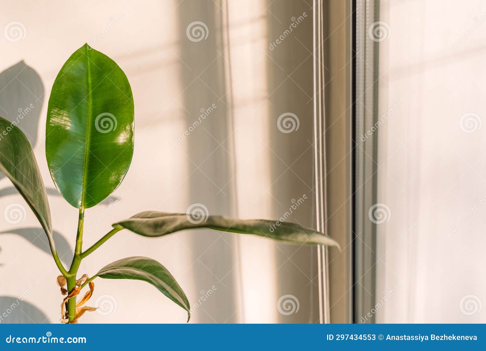 Bright Green Ficus on a Windowsill in the Morning Sunlight Stock Image ...