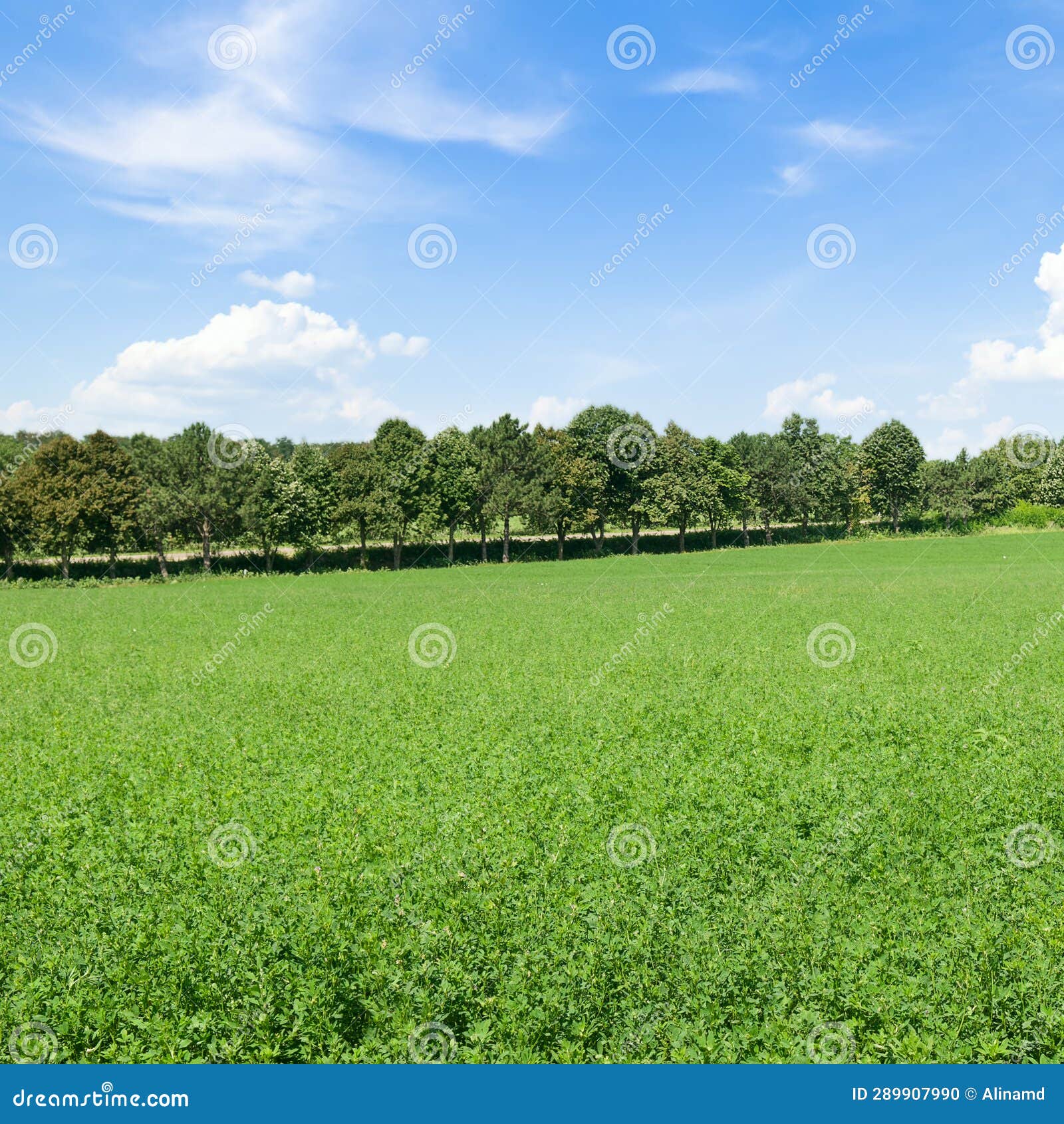 Bright Green Field of Alfalfa and Blue Cloudy Sky Stock Photo - Image ...