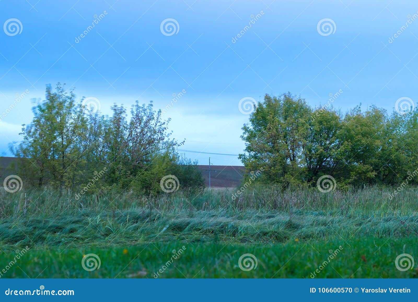 Bright green field stock photo. Image of farm, dark - 106600570