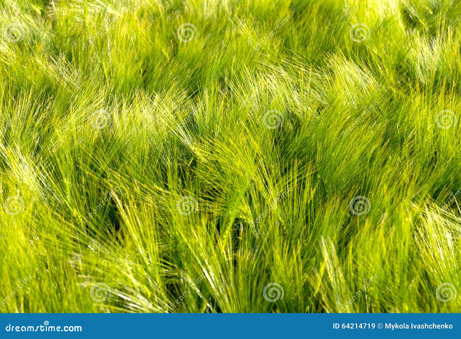Bright Green Field - Close-up Stock Image - Image of lush, summer: 64214719