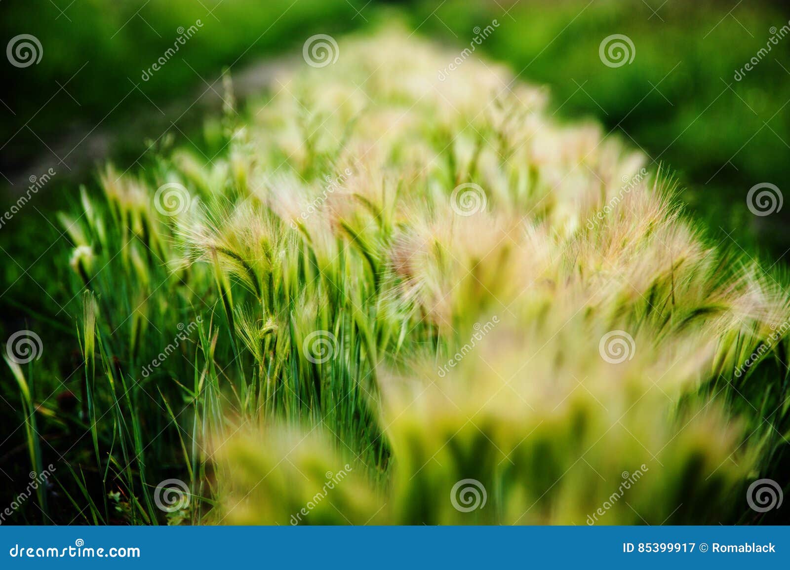 Bright green field stock image. Image of countryside - 85399917
