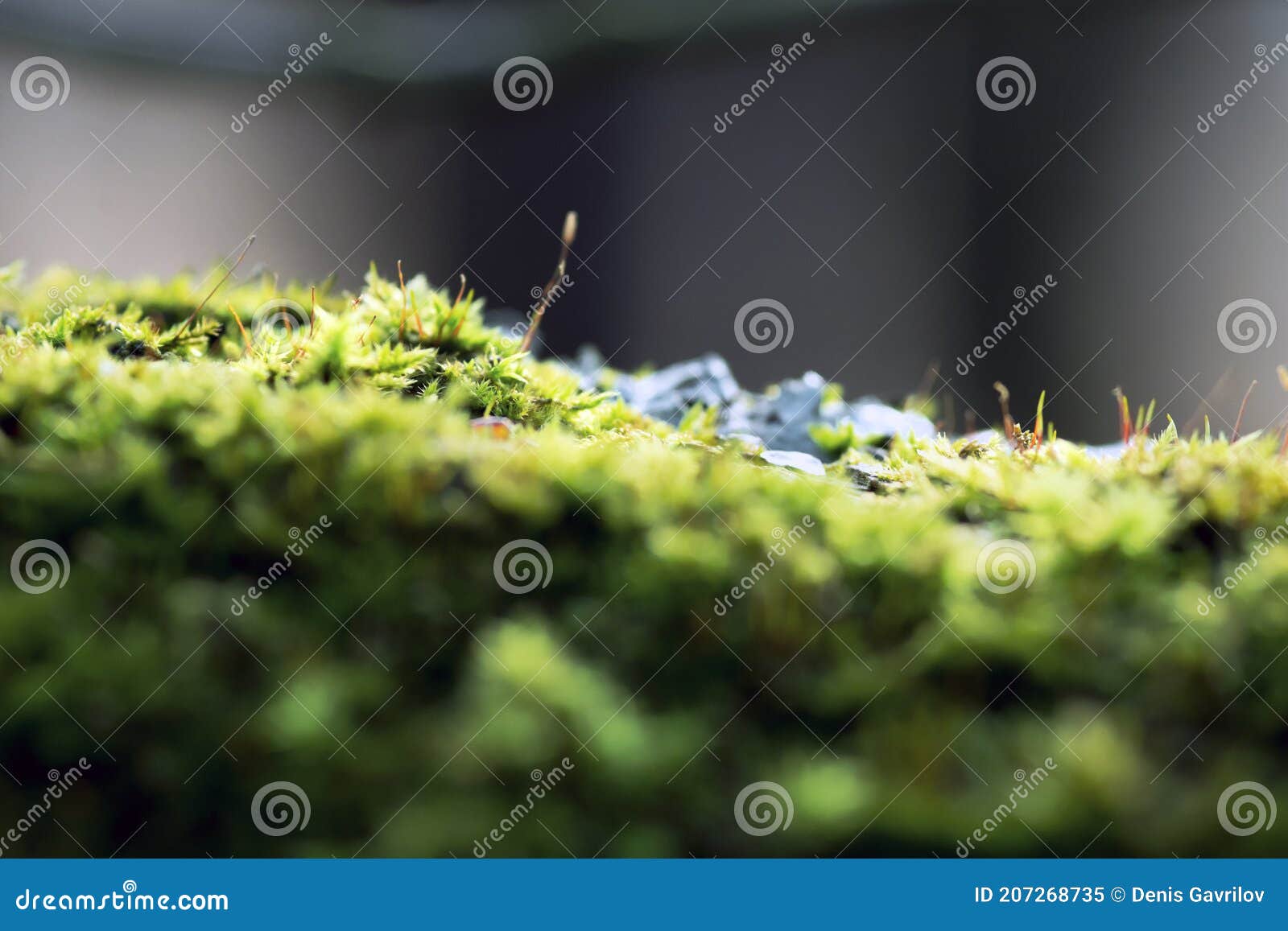 Bright Green Flowering Moss in the Rays of Light Stock Image - Image of ...