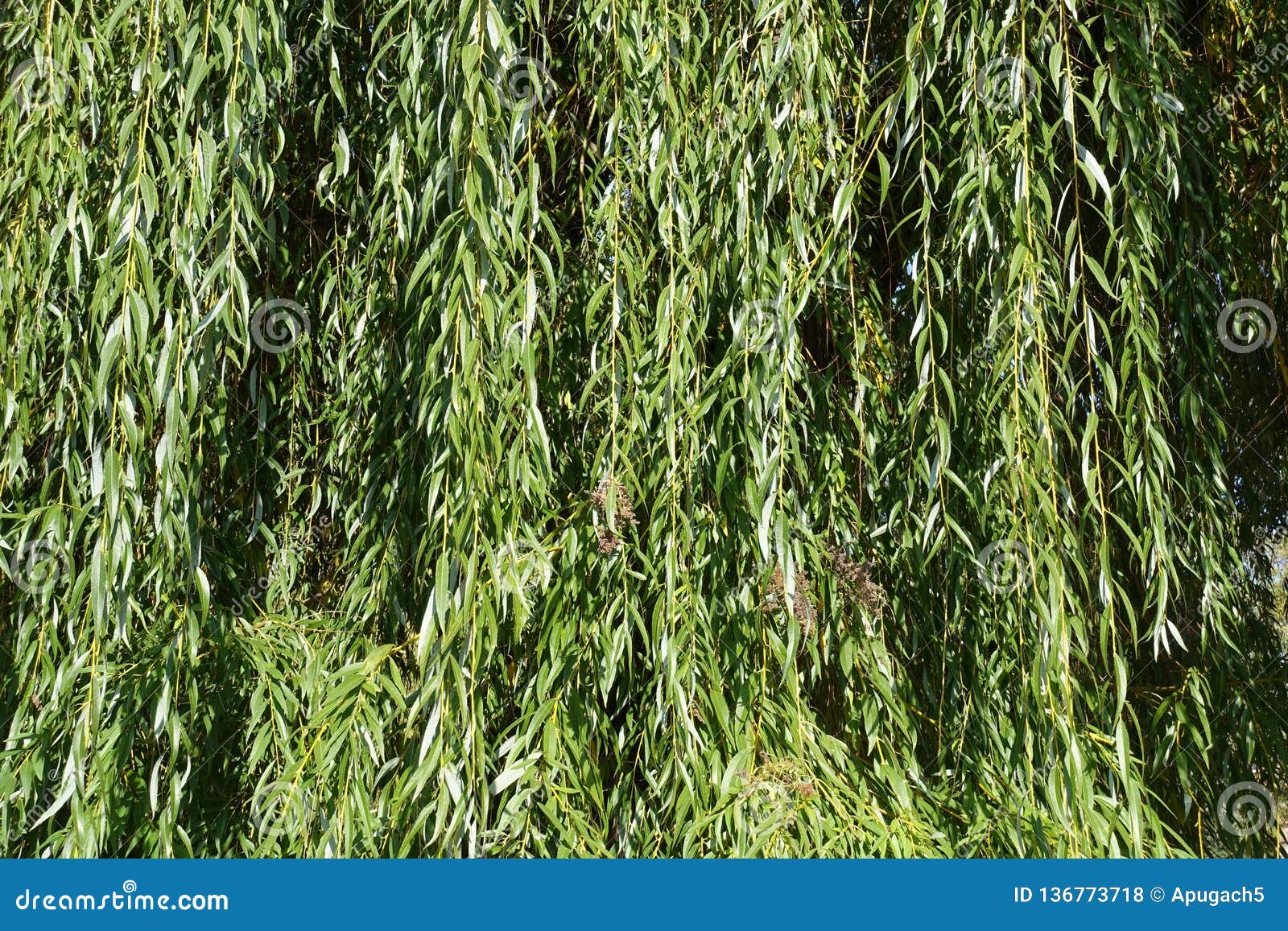 Bright Green Foliage of Weeping Willow Stock Photo - Image of babylon ...