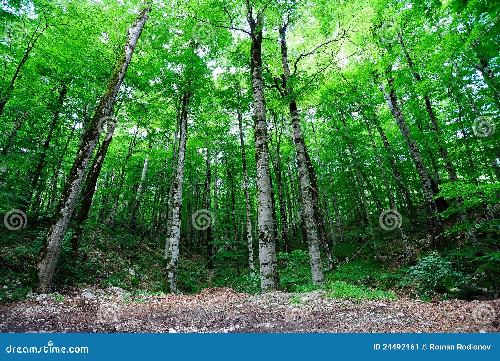 Bright green forest stock image. Image of horizontal - 24492161