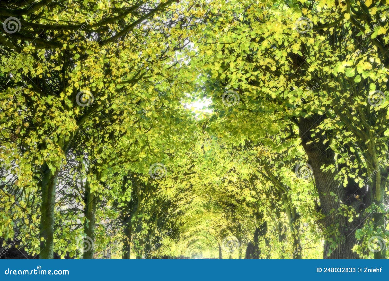 Bright Green Glowing Canopy in an Avenue of Dense Trees Stock Image ...