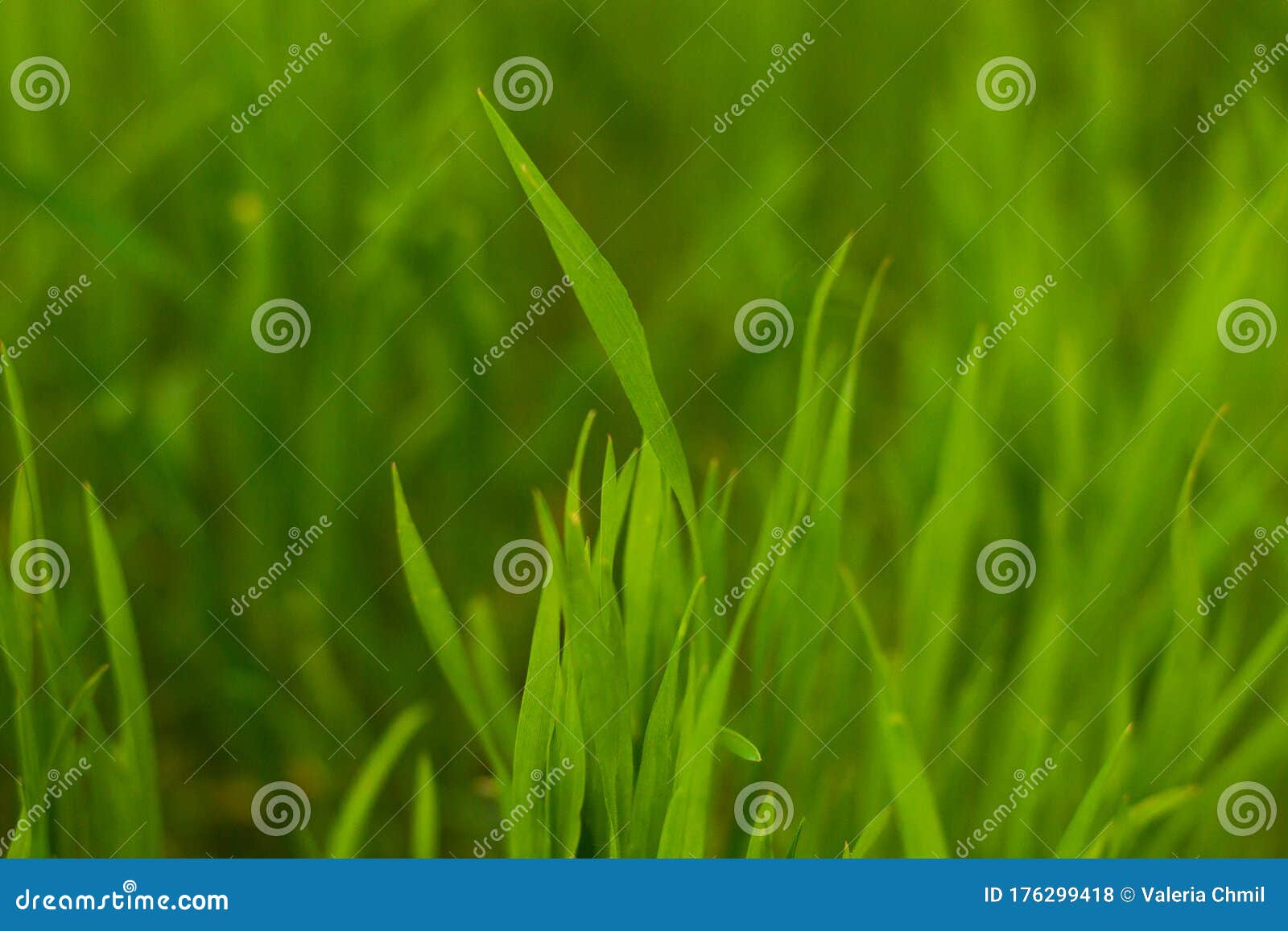 Bright green grass stock photo. Image of grass, field - 176299418