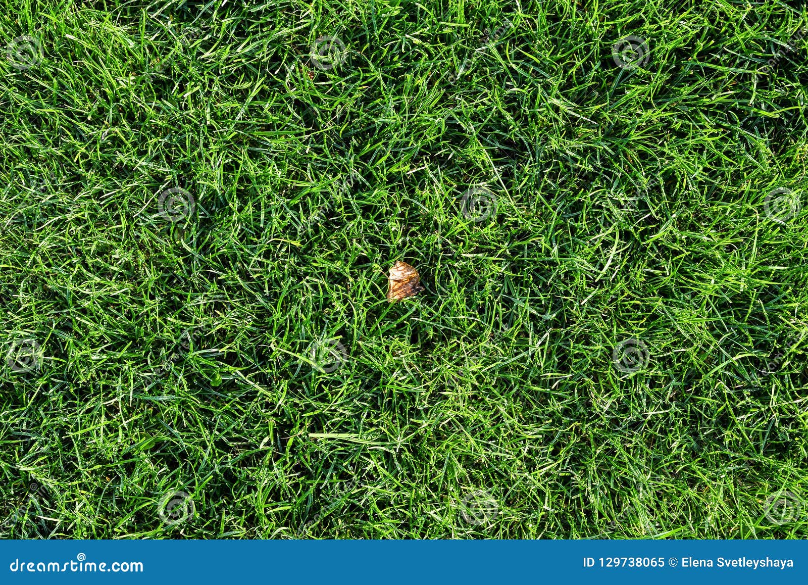 Bright Green Grass Background. Fresh Green Grass Field. Green Grass ...