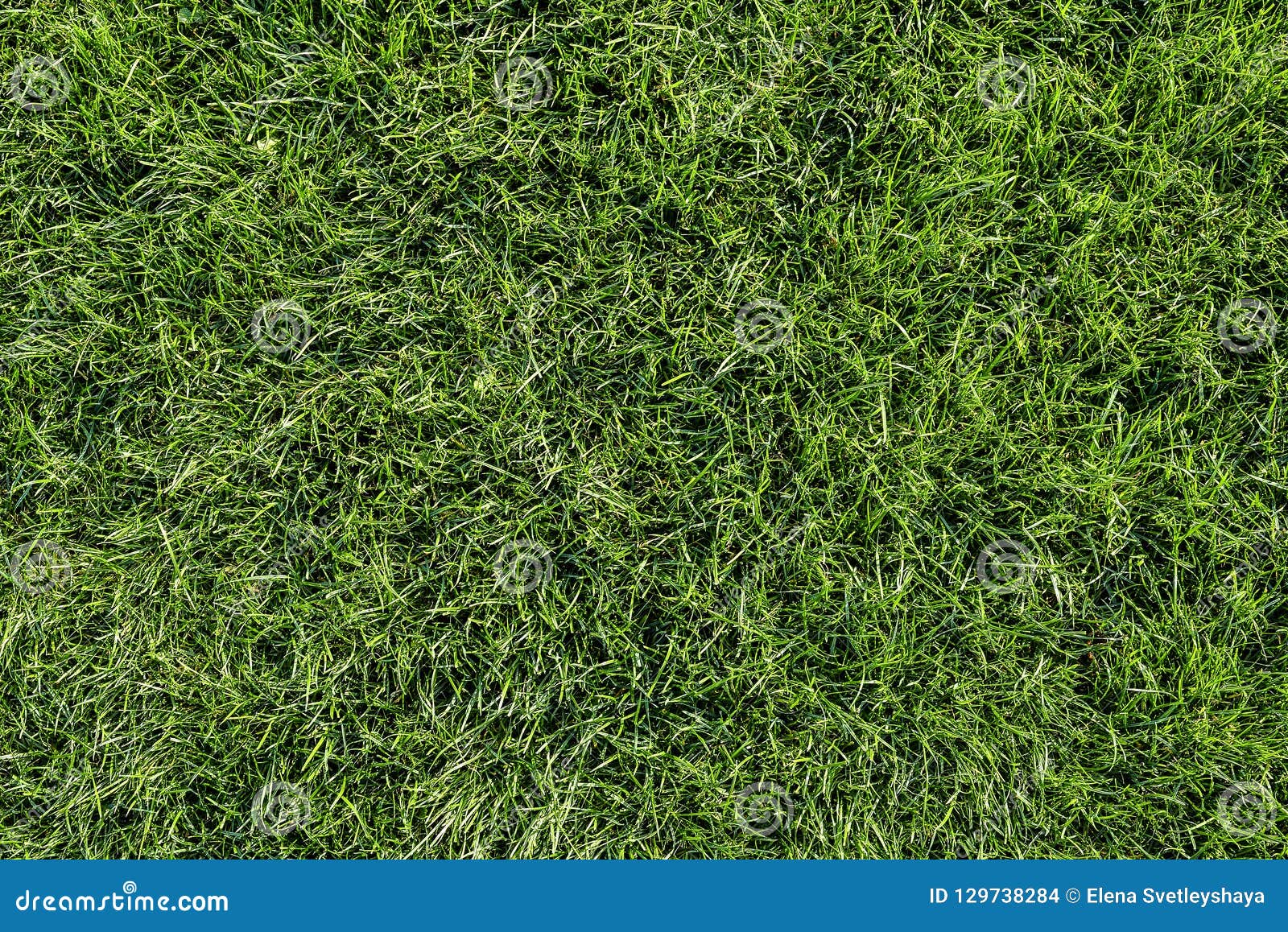 Bright Green Grass Background. Fresh Green Grass Field. Green Grass ...