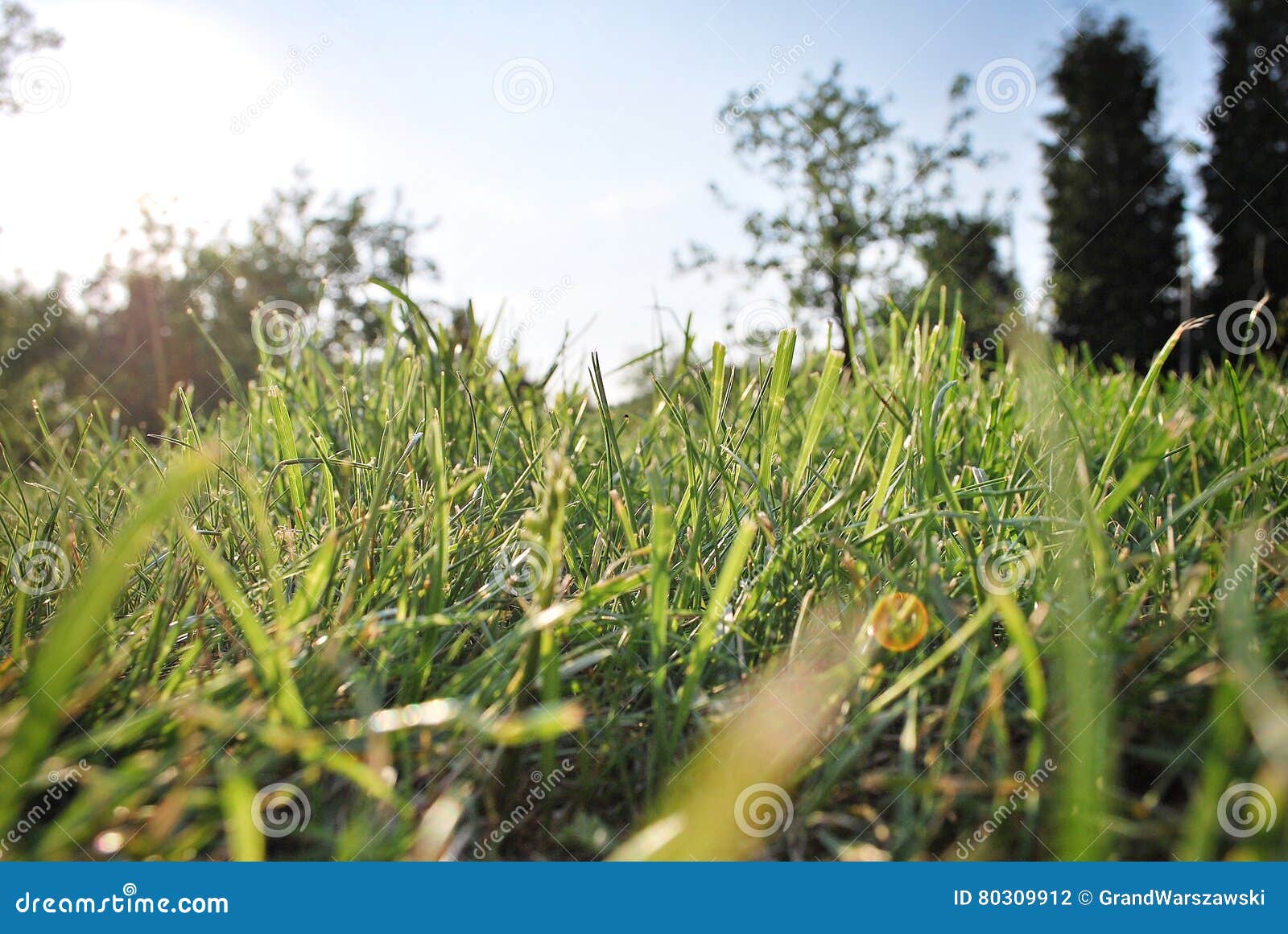 Bright Green Grass Background. Fresh Green Grass Field Stock Photo ...