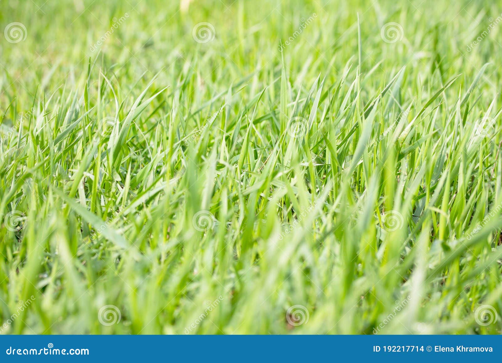 Bright Green Grass Background Spring. Green Grass Background Texture ...