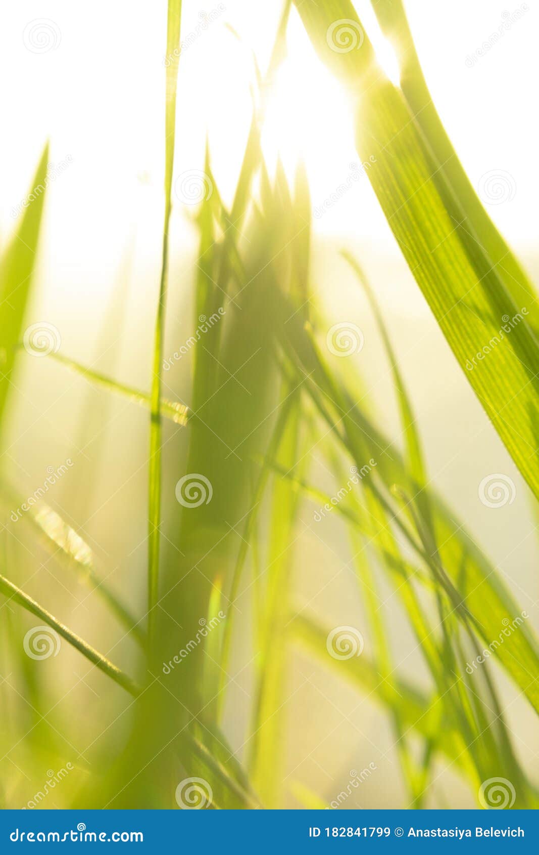 Bright Green Grass On A Background Of The Sun Macro Shot In Blur Stock